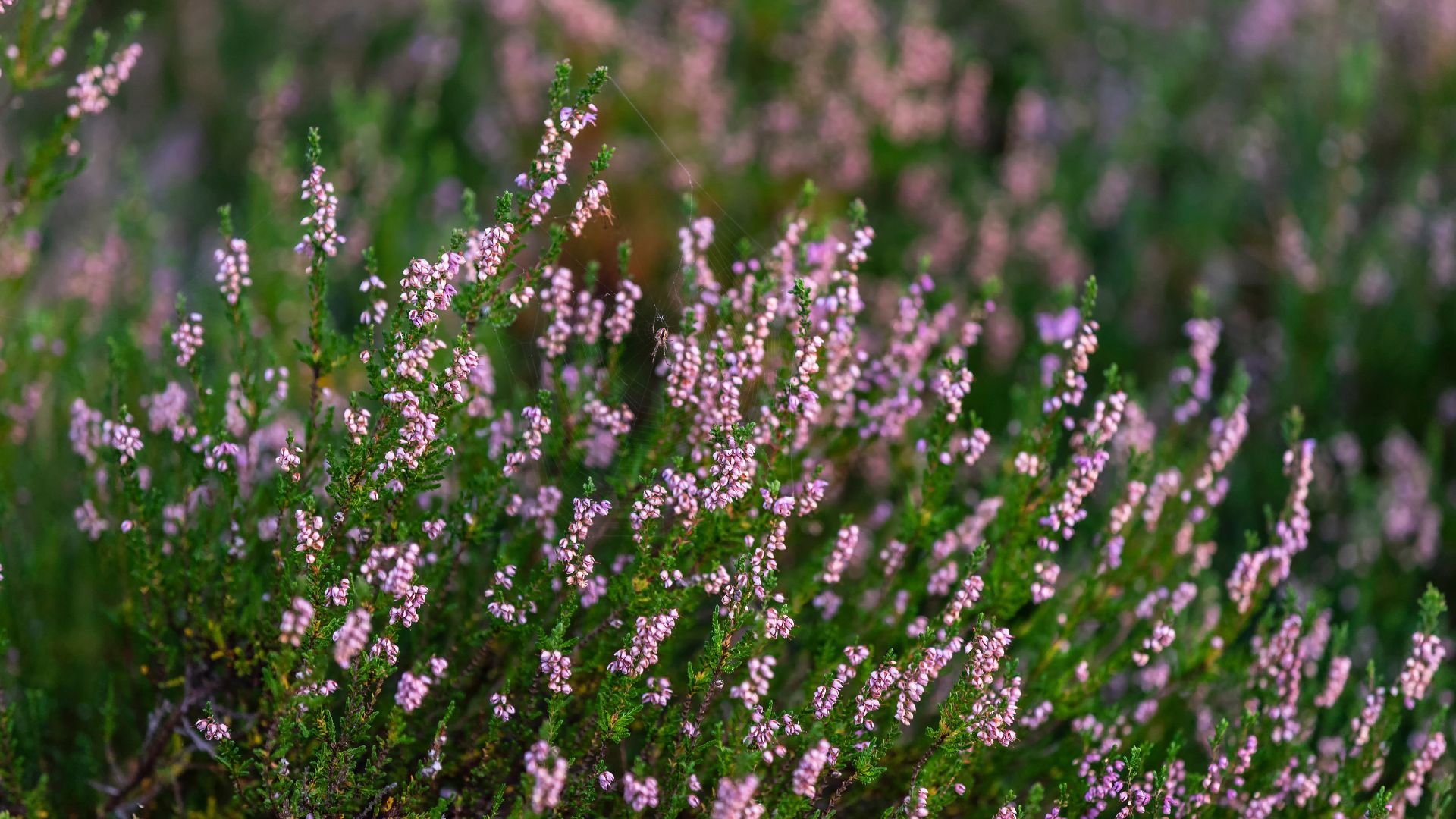 Natural Dyeing with Heather - kathryndavey.com