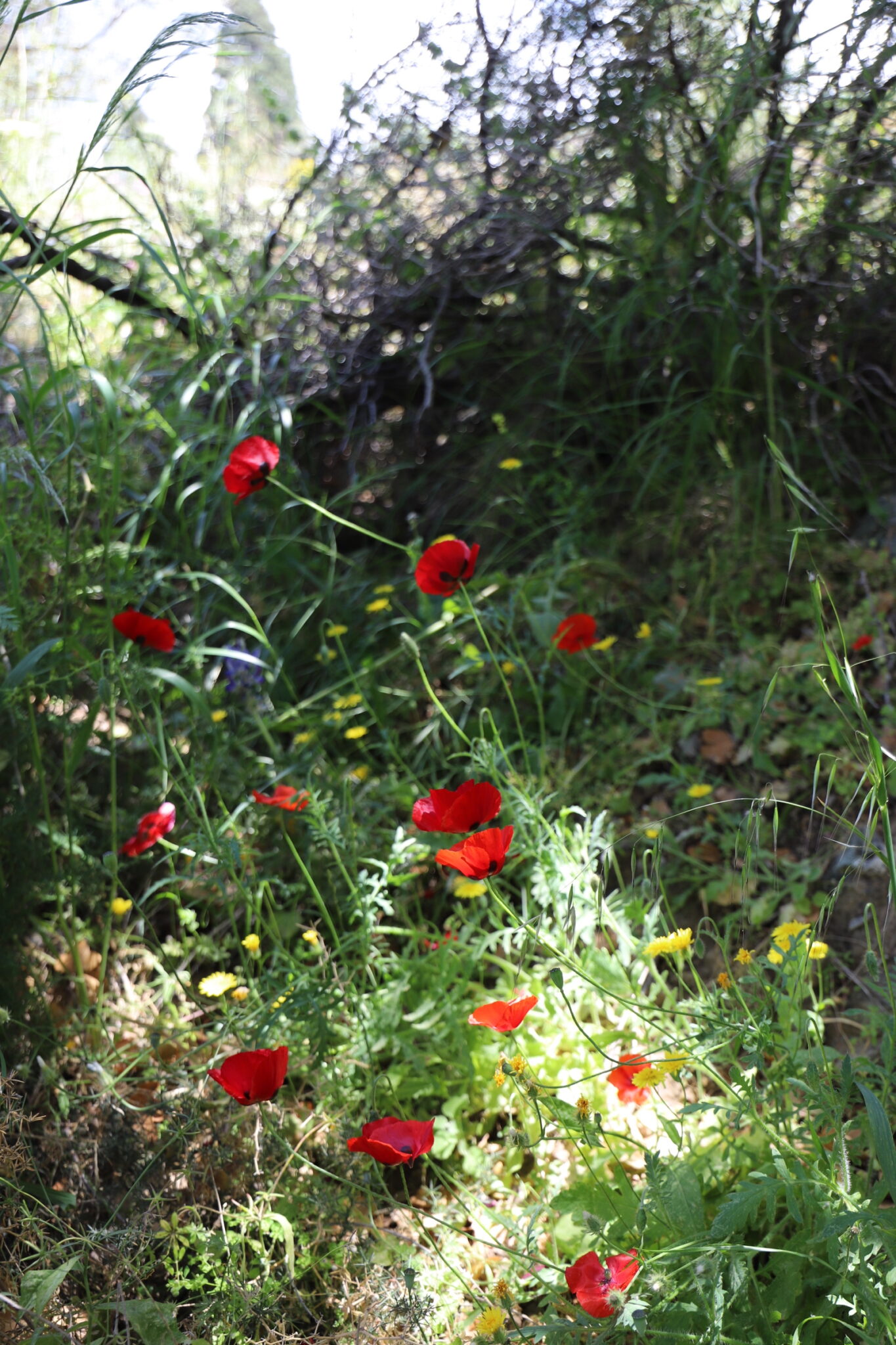 Make Natural Inks & Paints From Plants - kathryndavey.com