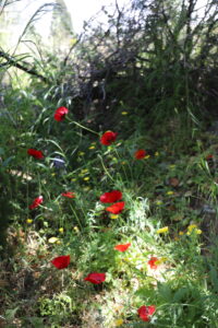 Make Natural Inks & Paints From Plants - kathryndavey.com