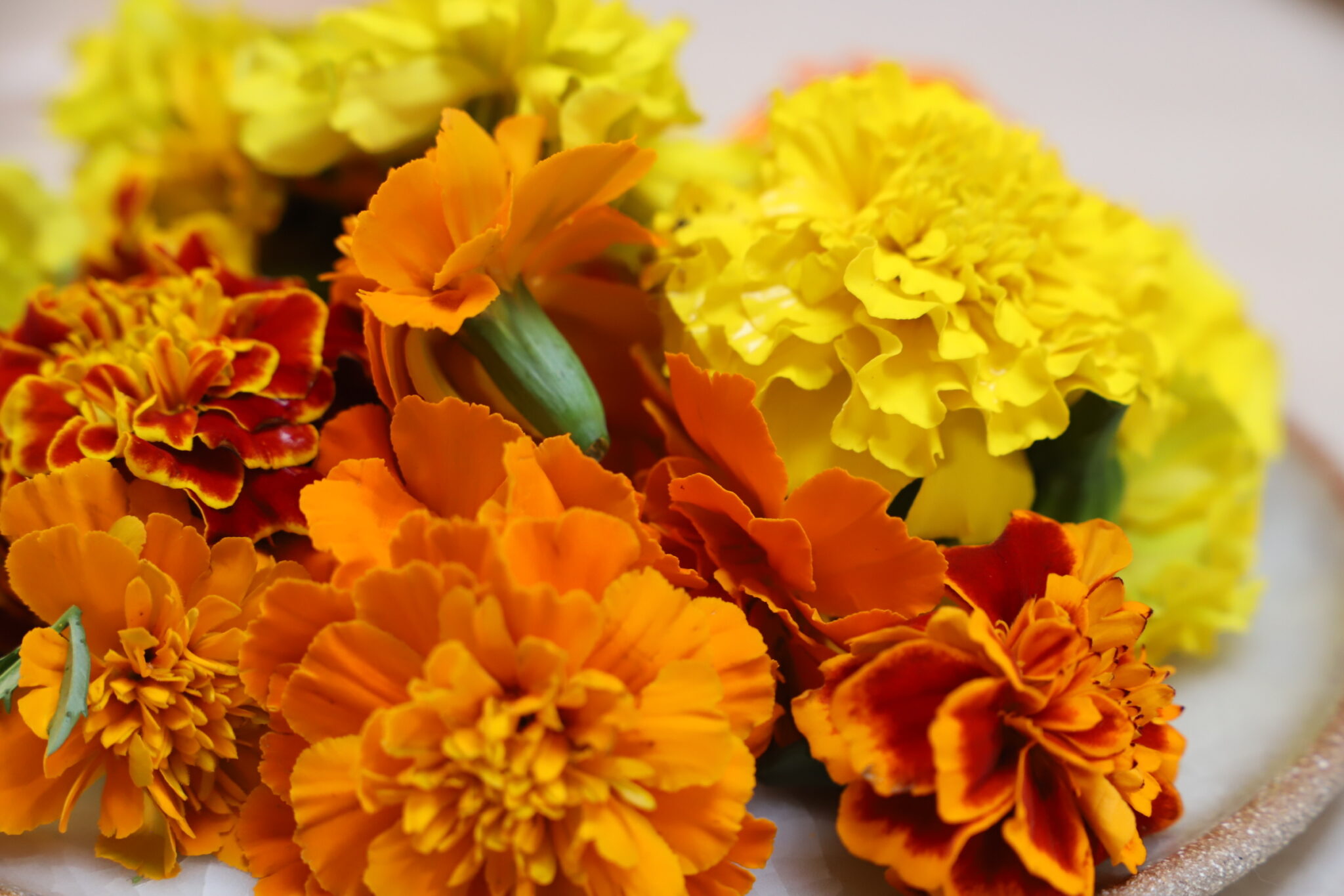 How To Dye With Marigold Powder + Flowers - kathryndavey.com
