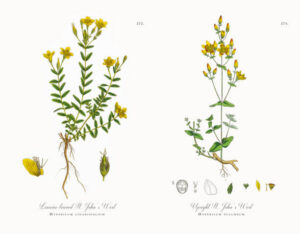 Make Natural Inks & Paints From Plants - kathryndavey.com