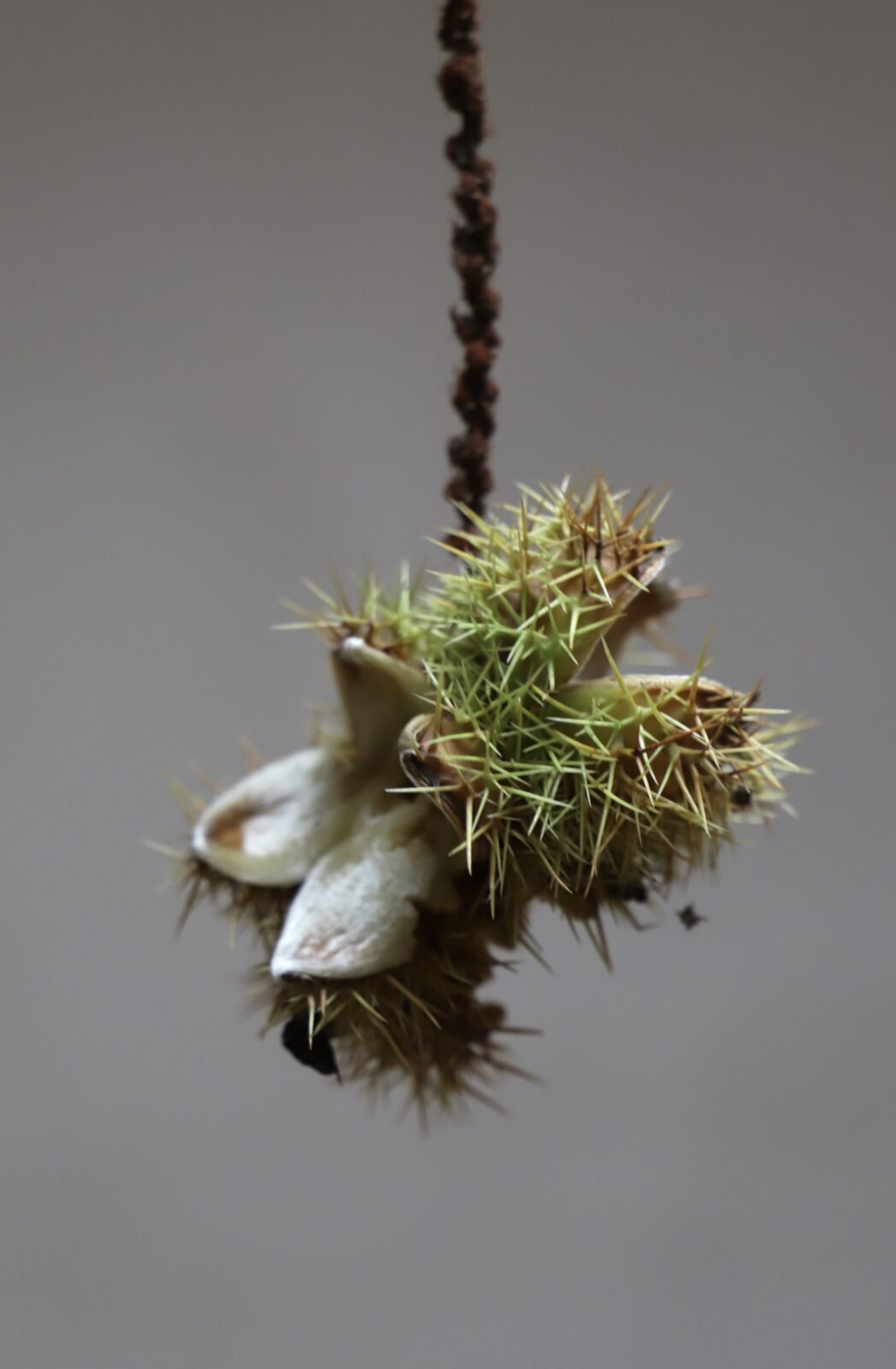 Mordants: What Are They? - kathryndavey.com