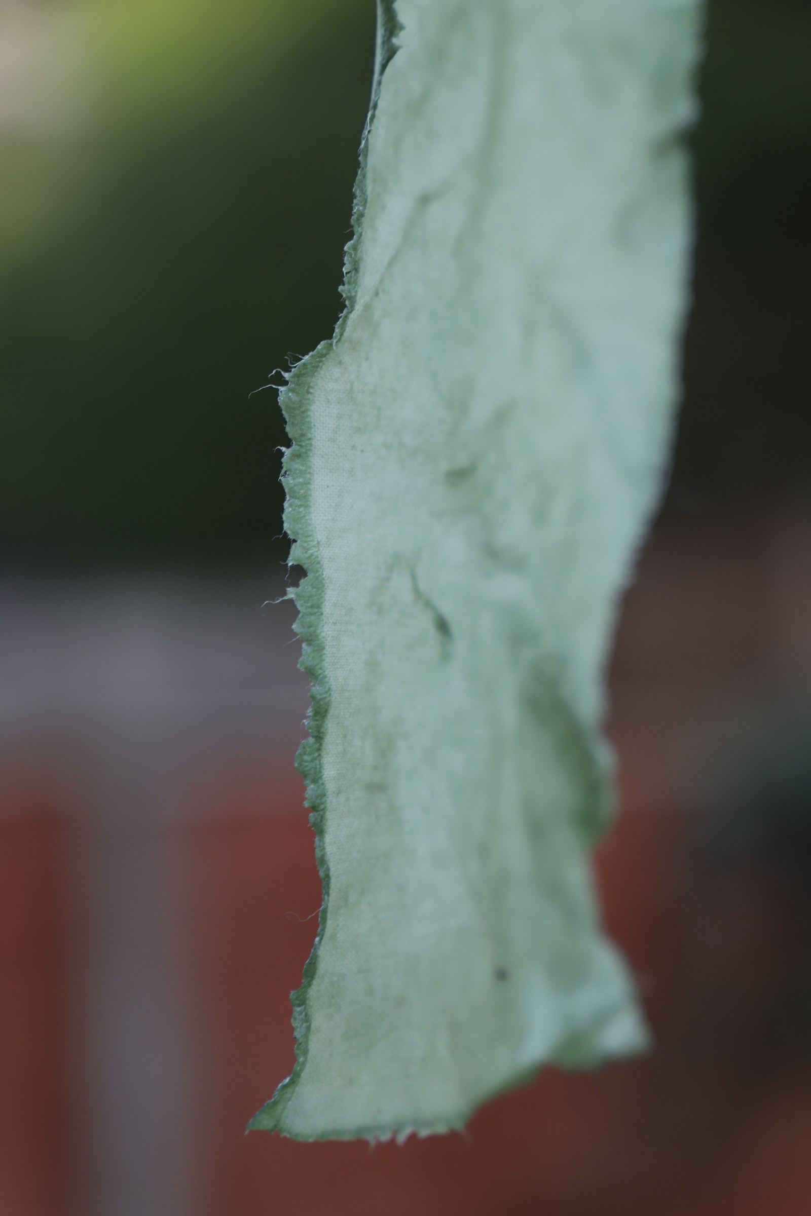 Natural Dyeing with Fresh-leaf Indigo - kathryndavey.com